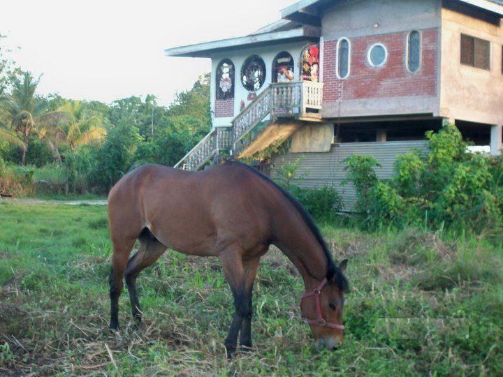 Kayifi - Buy, Sell & Rent Tropical Real Estate